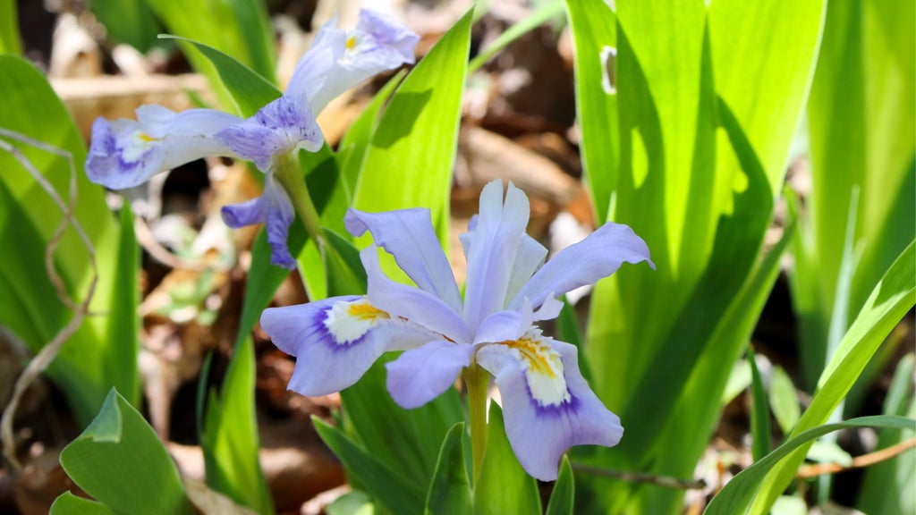 Naturalist Walk - Spring Wildflower Progression along the Elkin Nature ...